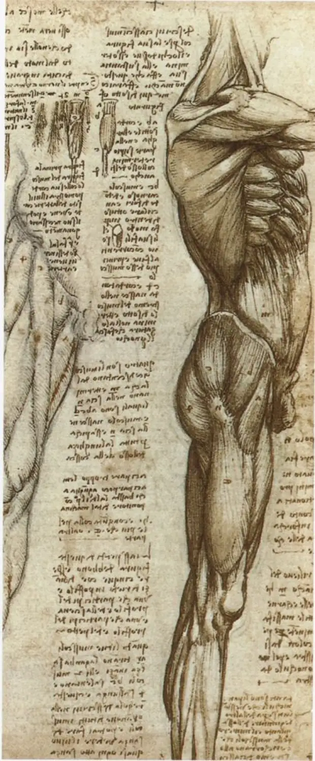 Leonardo da Vinci. Az 560. évfordulóra.