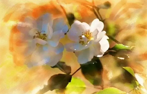 Blumenaquarelle von Alberto Guillen