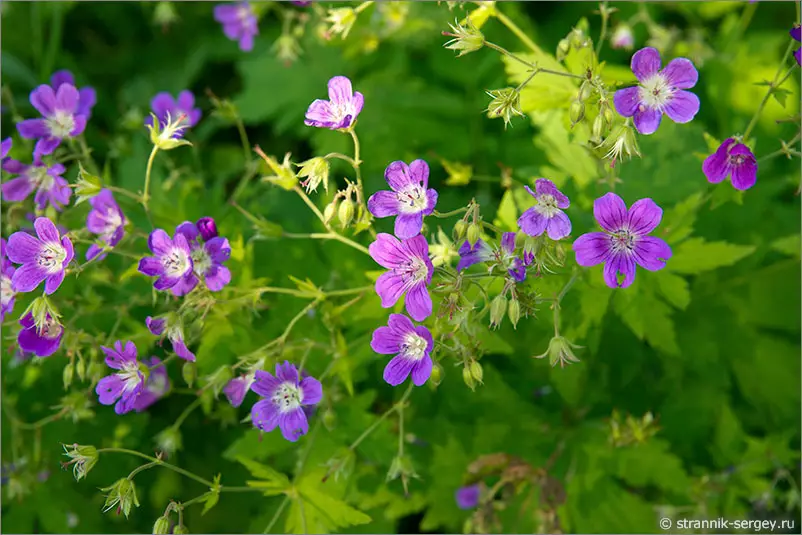 Bezienswaardigheden fan Russyske natuer