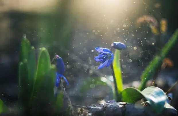 First flowers. Russian photographer Inna Sukhova.