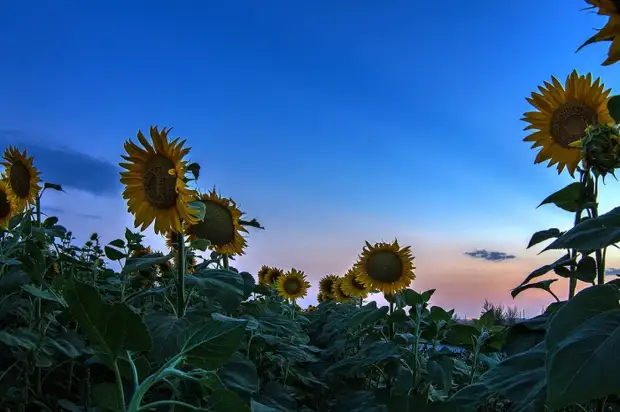 Sunflowers. Russian photographer Inna Sukhova.