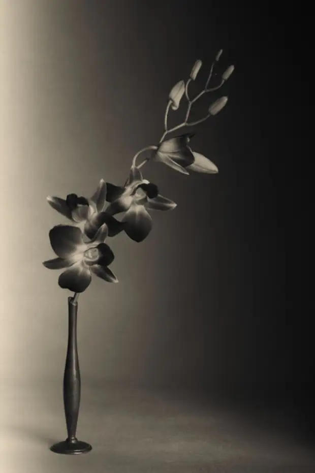 Orchid branch. Photo artist William Castellana.