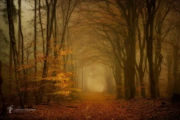 Lansekap alas dening fotografer Walanda Lars van de Goor