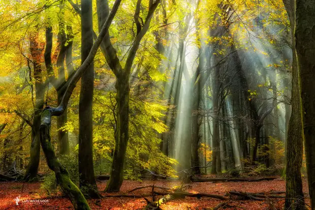 Lansekap alas dening fotografer Walanda Lars van de Goor