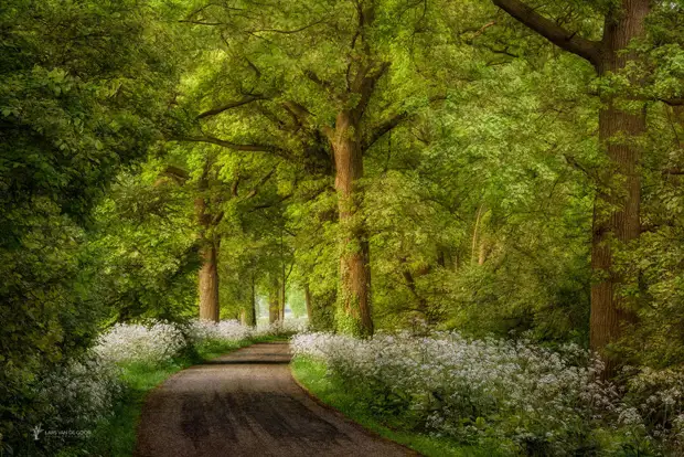 Lansekap alas dening fotografer Walanda Lars van de Goor