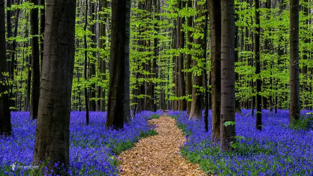 Lansekap alas dening fotografer Walanda Lars van de Goor