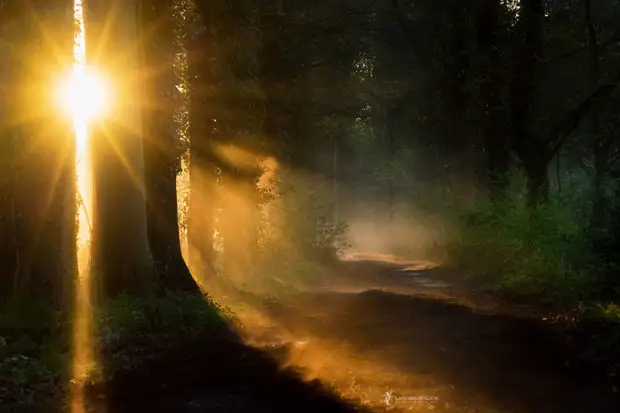 Lansekap alas dening fotografer Walanda Lars van de Goor