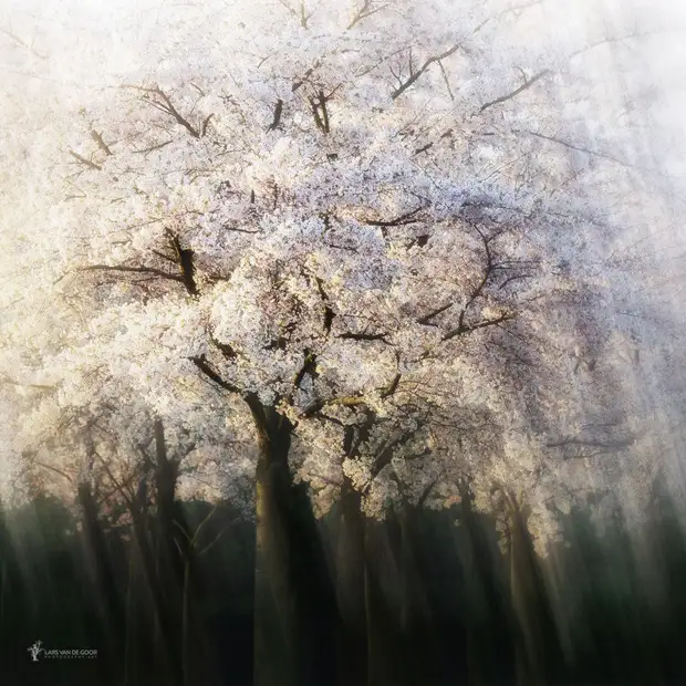 Lansekap alas dening fotografer Walanda Lars van de Goor