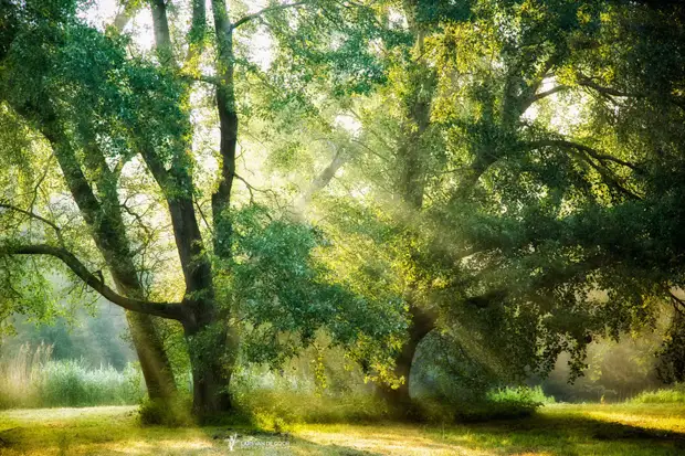 Lansekap alas dening fotografer Walanda Lars van de Goor