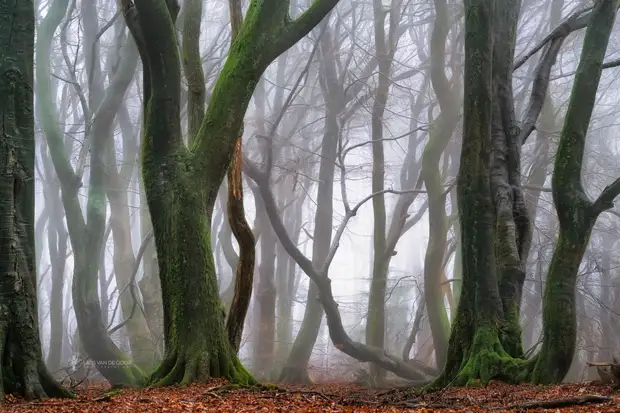 Lars van de Goor argazkilari holandarraren baso paisaiak