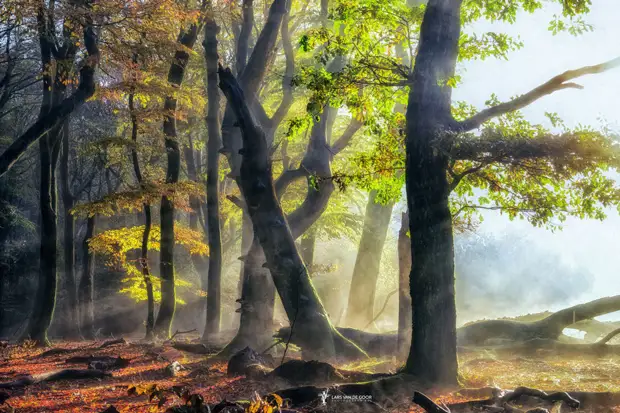 Lansekap alas dening fotografer Walanda Lars van de Goor