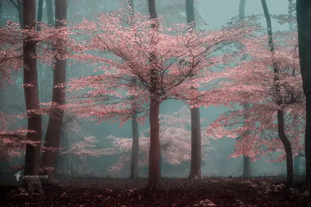 Lansekap alas dening fotografer Walanda Lars van de Goor