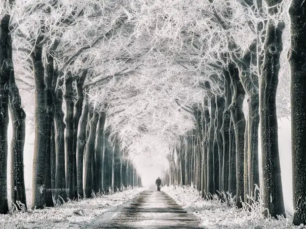 Lansekap alas dening fotografer Walanda Lars van de Goor