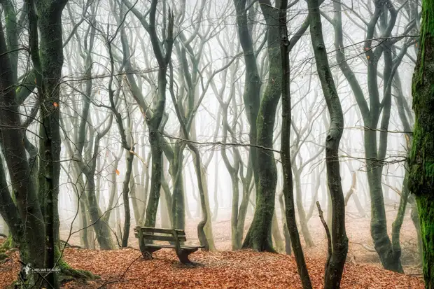 Lansekap alas dening fotografer Walanda Lars van de Goor