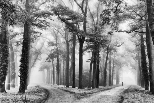 Lars van de Goor argazkilari holandarraren baso paisaiak