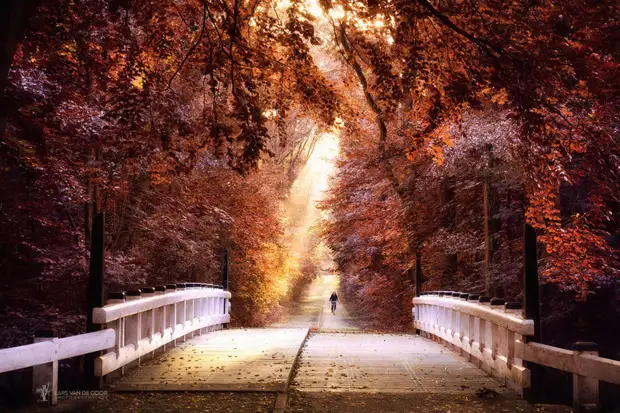 Lansekap alas dening fotografer Walanda Lars van de Goor