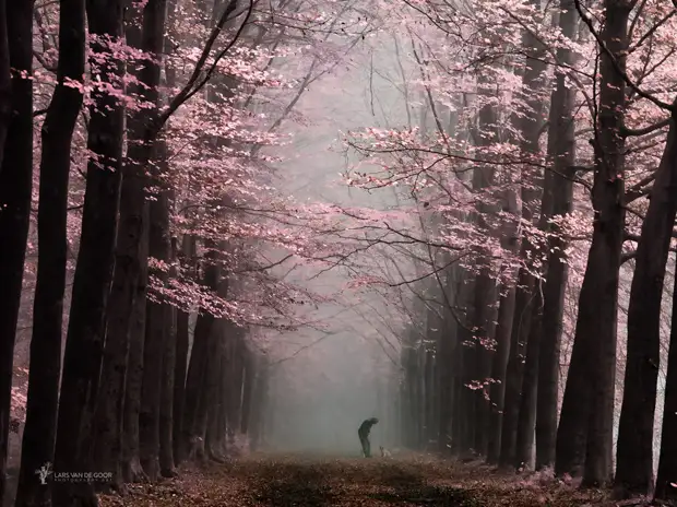 Lansekap alas dening fotografer Walanda Lars van de Goor