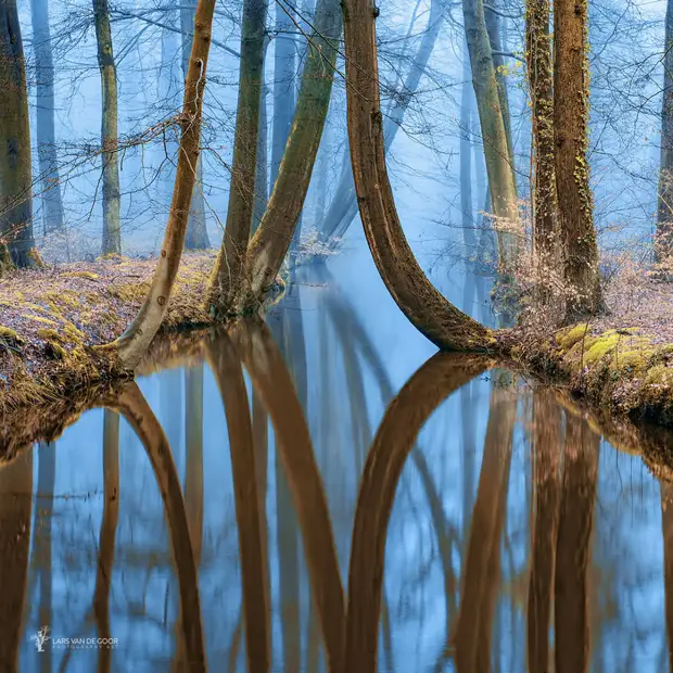 Lansekap alas dening fotografer Walanda Lars van de Goor