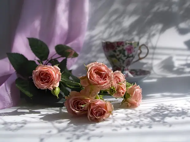 Flores en fotografías de Natalia Kuznetsova (Nateletro)