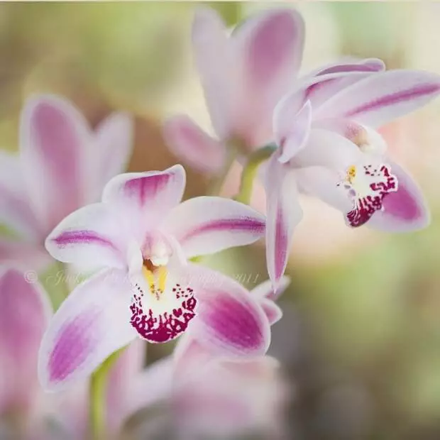 Bunga halus dan segar dalam karya fotografer Jacky Parker