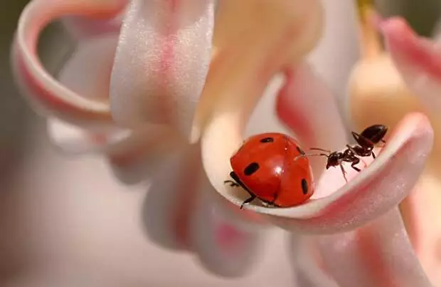 Coccinelle Ellen van Deelen