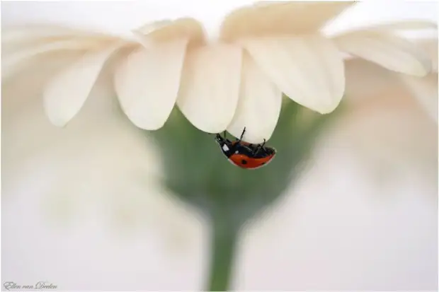 Ladybugs Ellen van Deelen