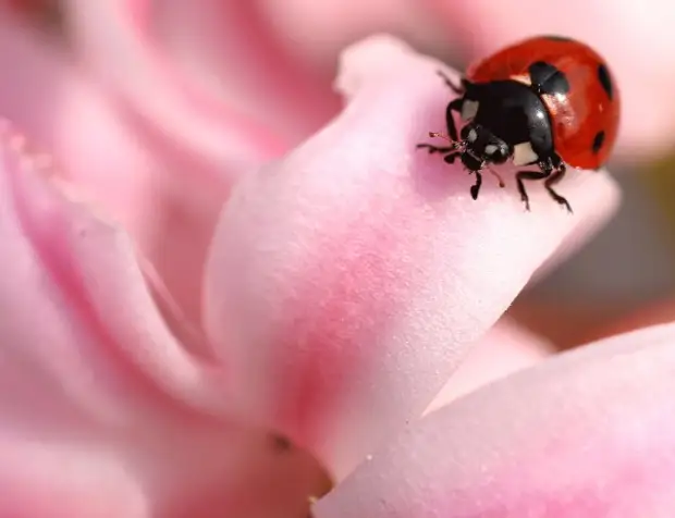 Ladybugs Ellen van Deelen