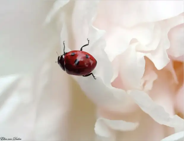 Ladybugs Ellen van Deelen