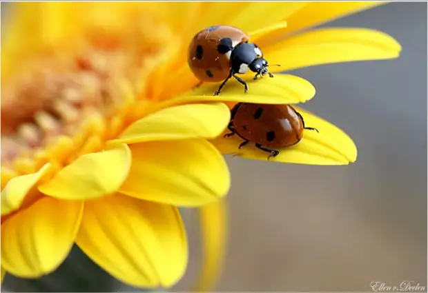 Ladybugs Ellen van Deelen