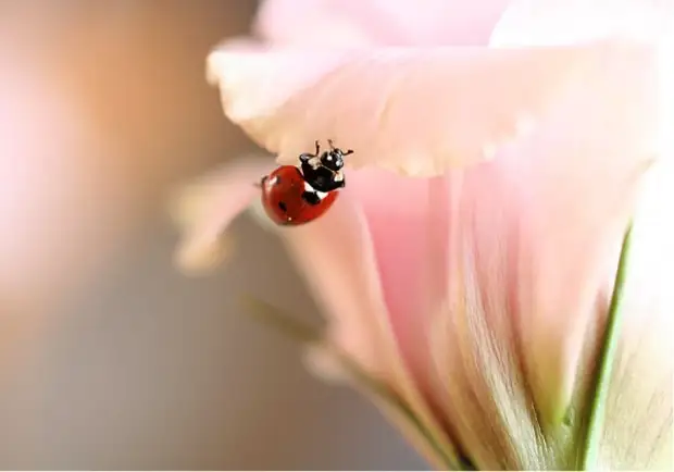 Ladybugs Ellen van Deelen ဖြစ်သည်