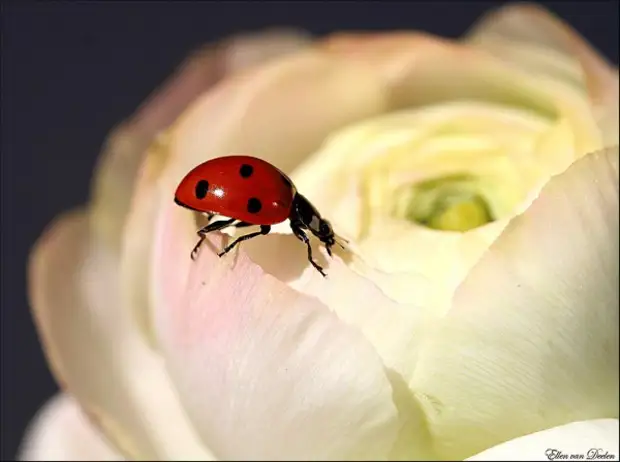 Ladybugs Ellen van Deelen