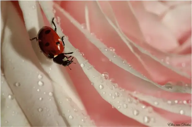 Ladybugs Ellen van Deelen