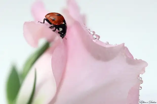 Ladybugs Ellen van Deelen