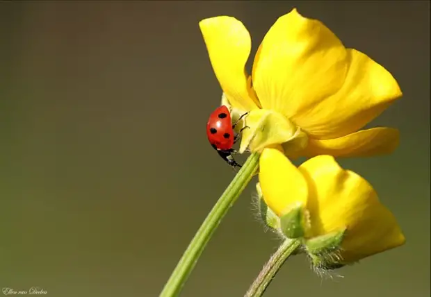 Ladybugs Эллен ван Дилин