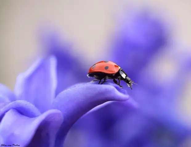 Ladybugs Ellen van Deelen