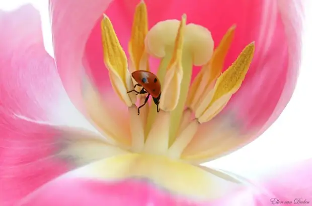 লেডিবাগস এলেন ভ্যান ডিলেন