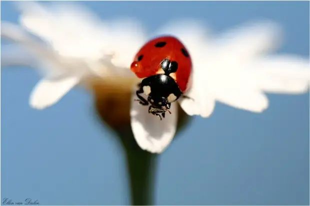 Ladybugs Ellen van Deelen