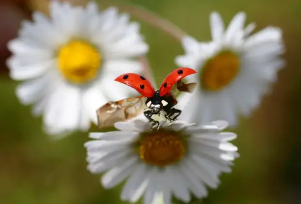 Ladybugs Ellen van Deelen