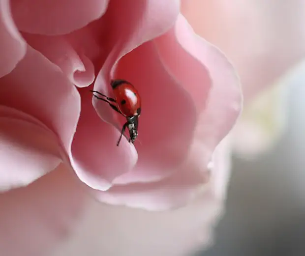 Ladybugs Ellen van Deelen