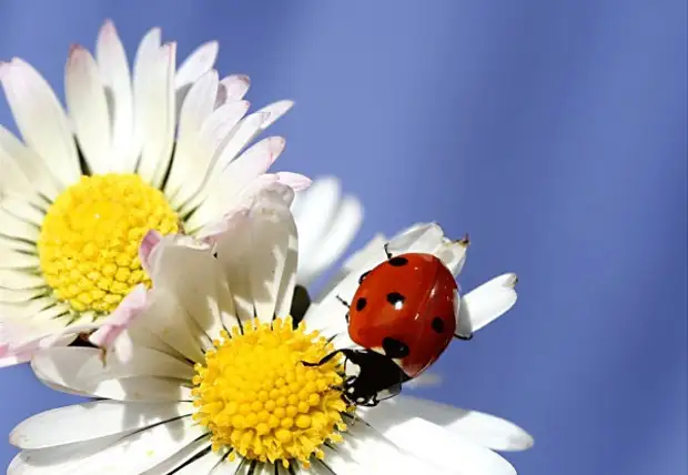 Ladybugs Ellen van Deelen