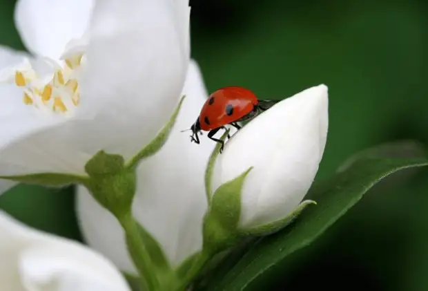 Ladybugs Ellen van Deelen