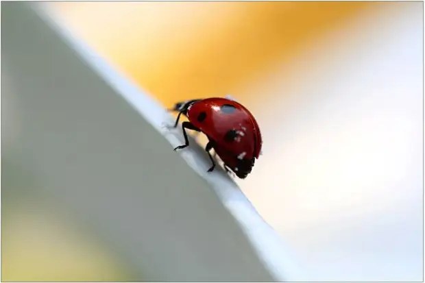 Ladybugs Ellen van Deelen