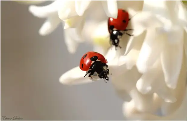 লেডিবাগস এলেন ভ্যান ডিলেন