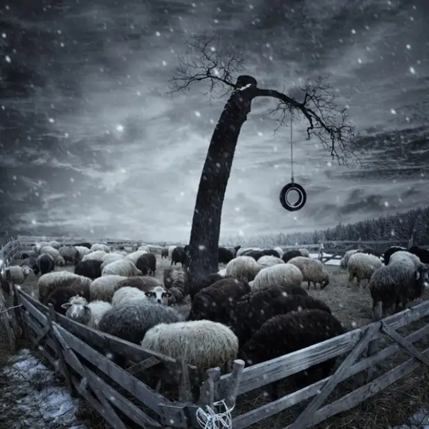 Caoirigh. Ealaíontóir grianghraf Caras Ionut.