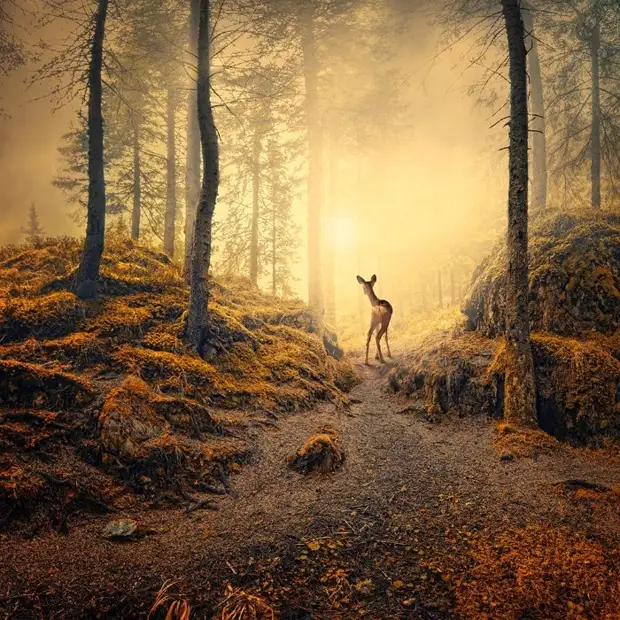 Foresta tal-għaġeb. Artista tar-ritratti Caras Ionut.