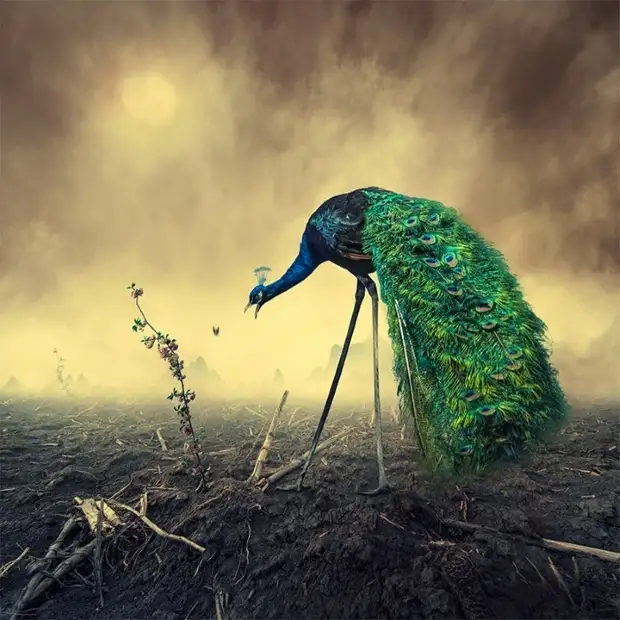 Peacock. Artista tar-ritratti Caras Ionut.