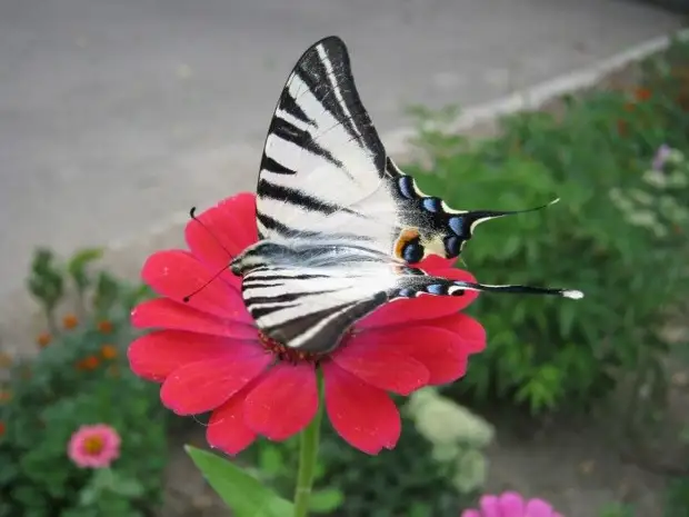 Fotograf și artist. Alexey Grishankov