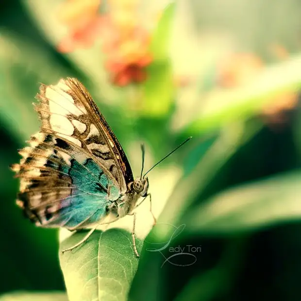 Lady-Tori Torilicious'dan güzel ve zarif fotoğraflar