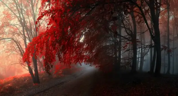 Fotografi të bukura nga fotografi çek Janek Sedlar