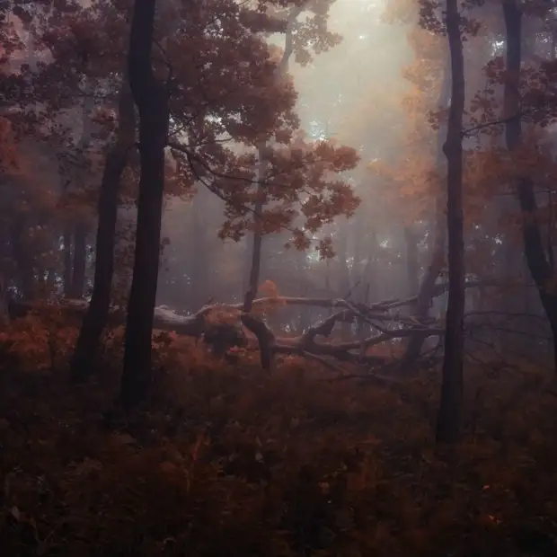 Fotografi të bukura nga fotografi çek Janek Sedlar